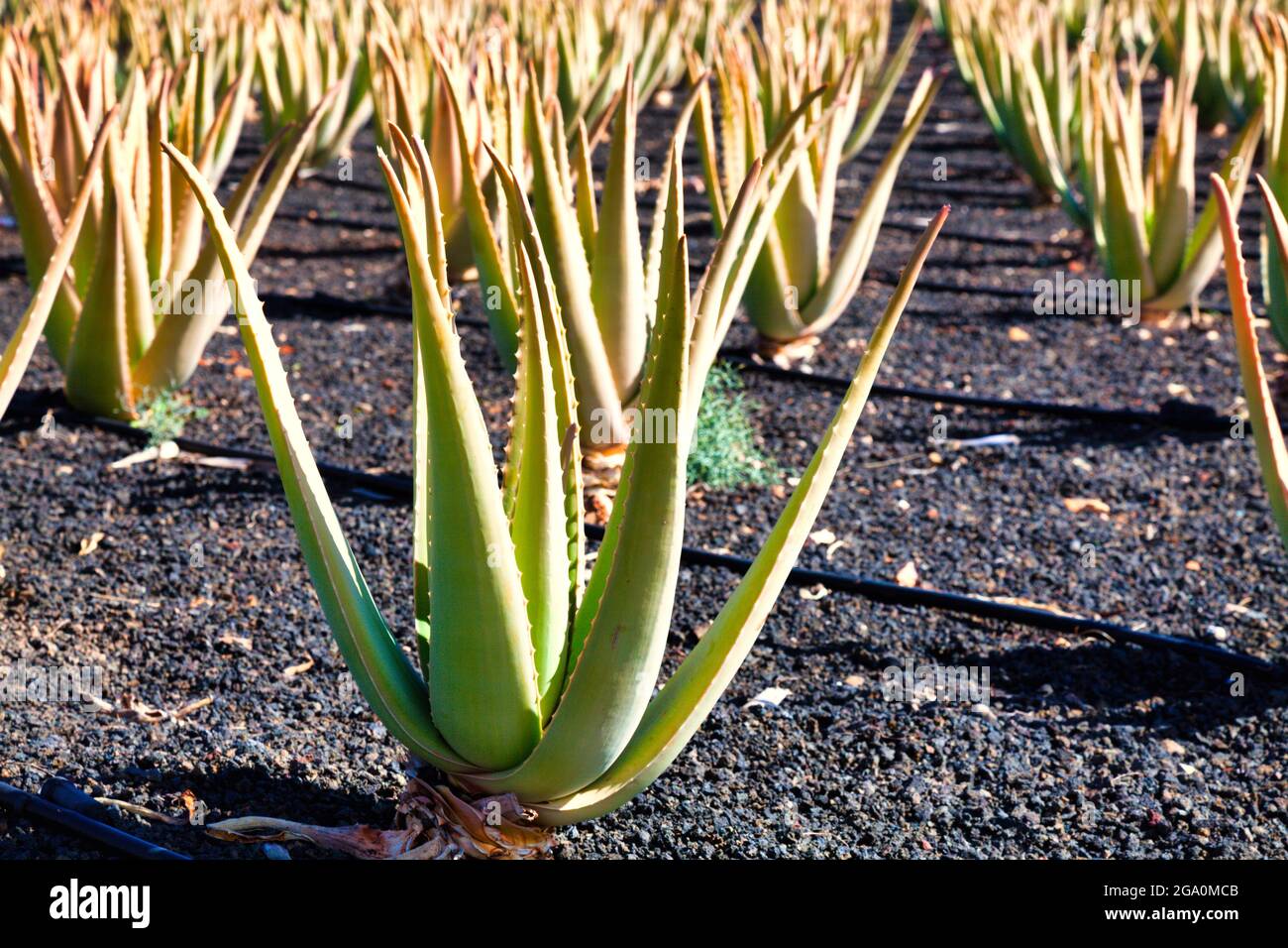 Plantation of the medicinal plant aloe vera. Herbal medicine aloe vera ...