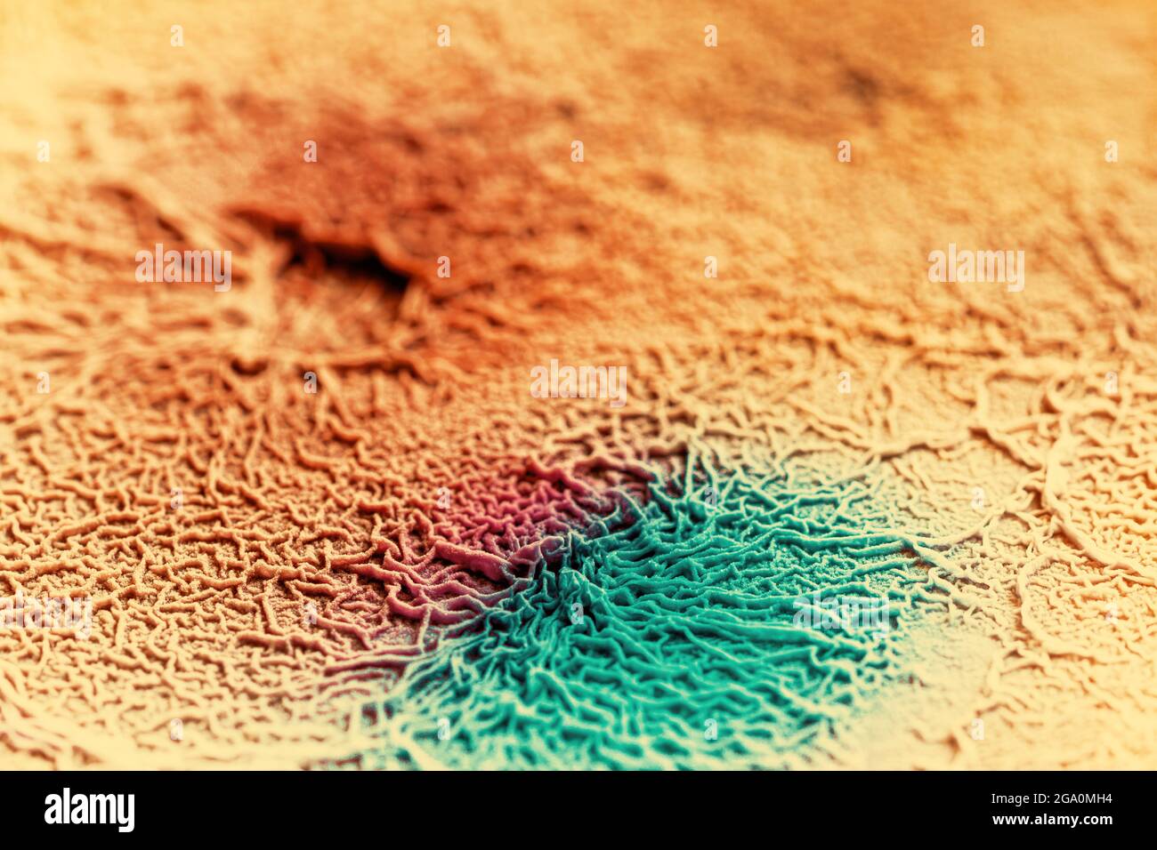 The surface of biological tissue infected with pathogenic ...