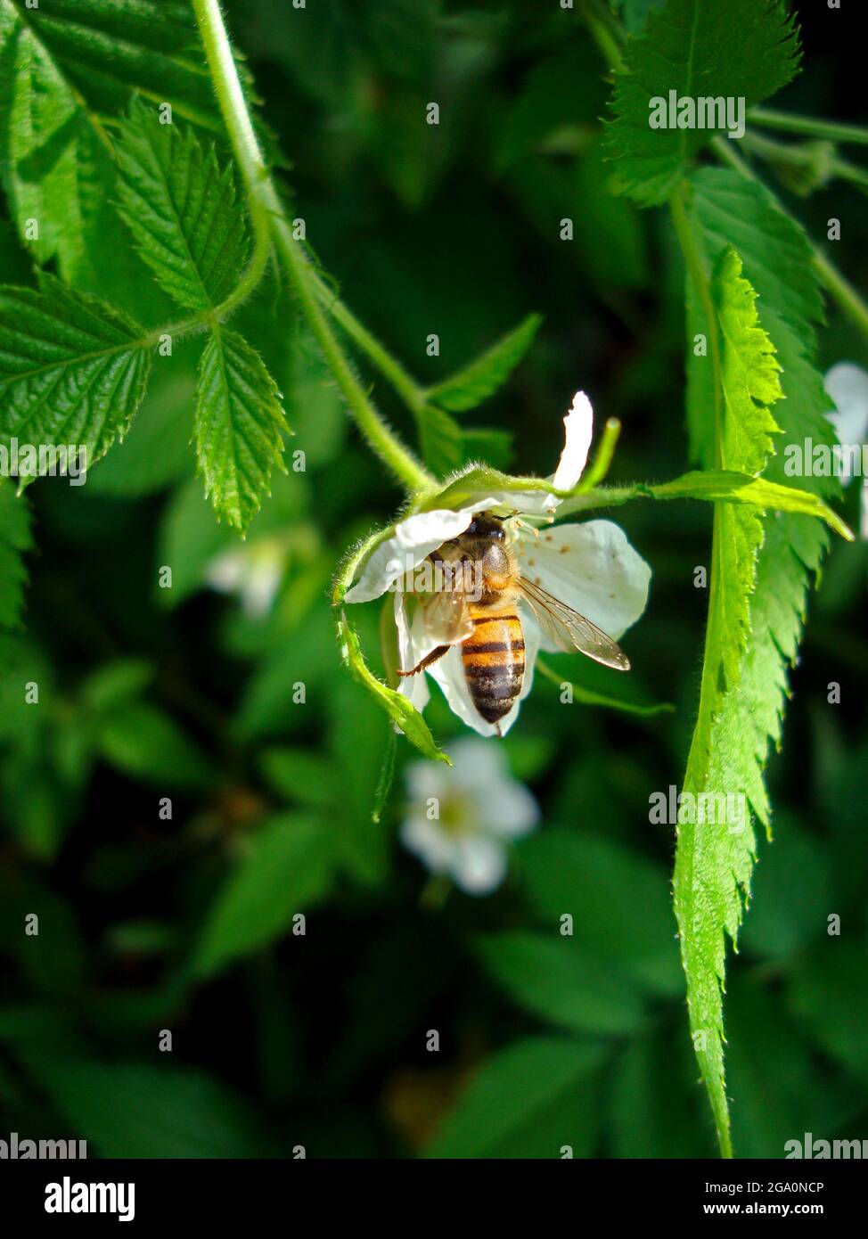 Strawberry pollination hi-res stock photography and images - Alamy