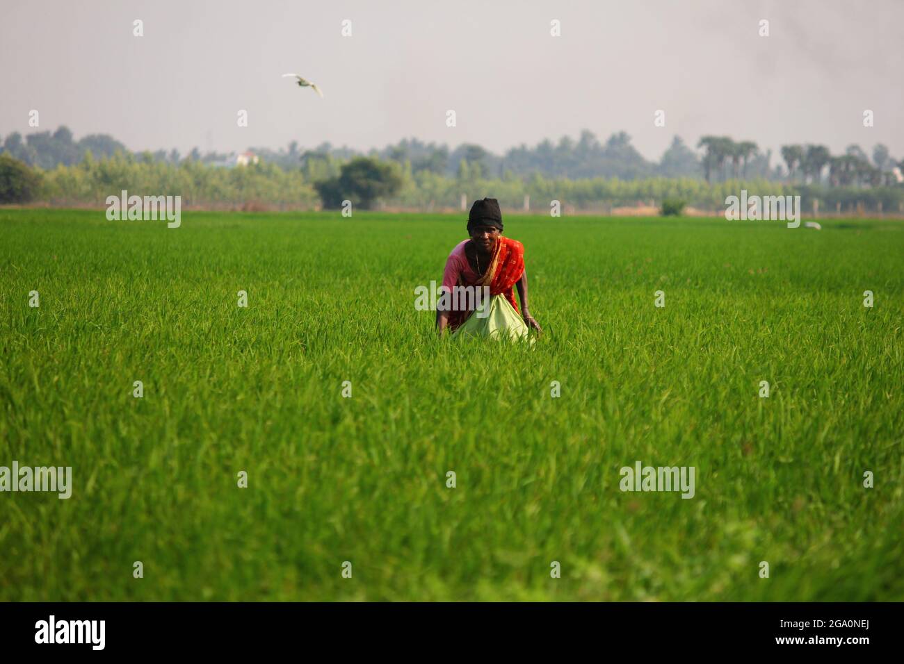 Paddy function hi-res stock photography and images - Alamy