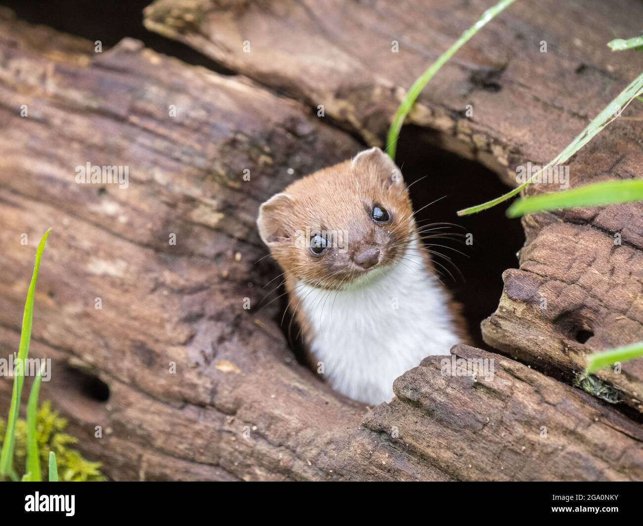 Least Weasel or Weasel Stock Photo - Alamy