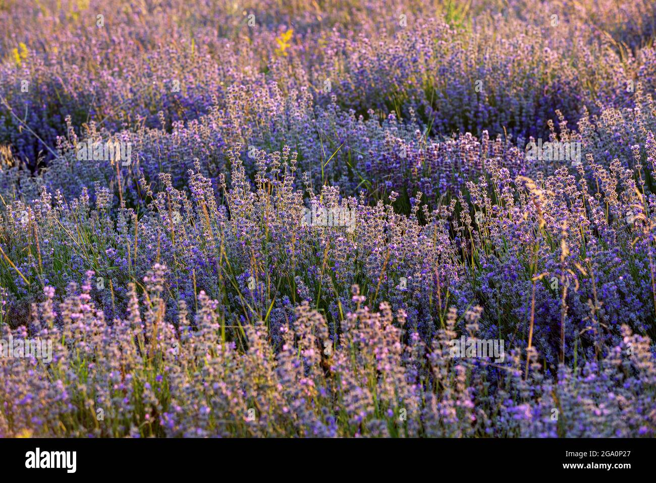 Lavender close-up in the summer, sunset view background Stock Photo - Alamy