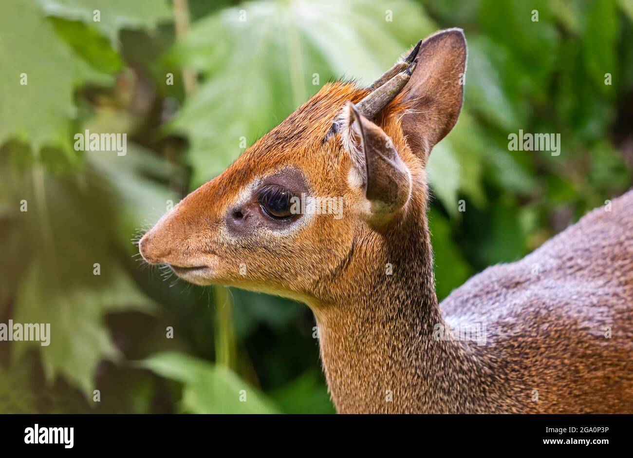 Close up of a Kirk's dik-dik (Madoqua kirkii Stock Photo - Alamy