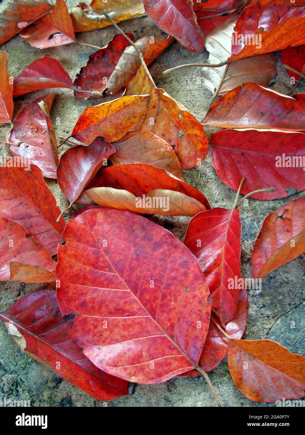 Red soil brazil hi-res stock photography and images - Alamy
