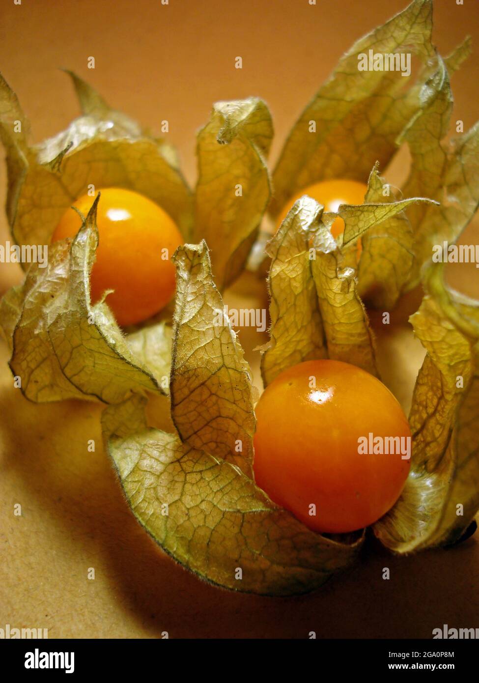 Cape gooseberry, goldenberry or physalis fruits (Physalis peruviana ...