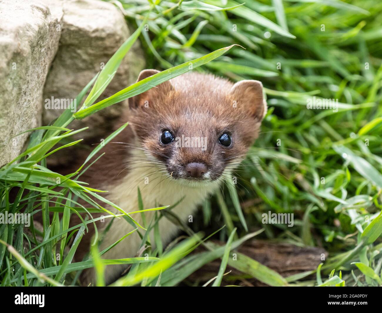 Eurasian Stoat Close up Stock Photo - Alamy