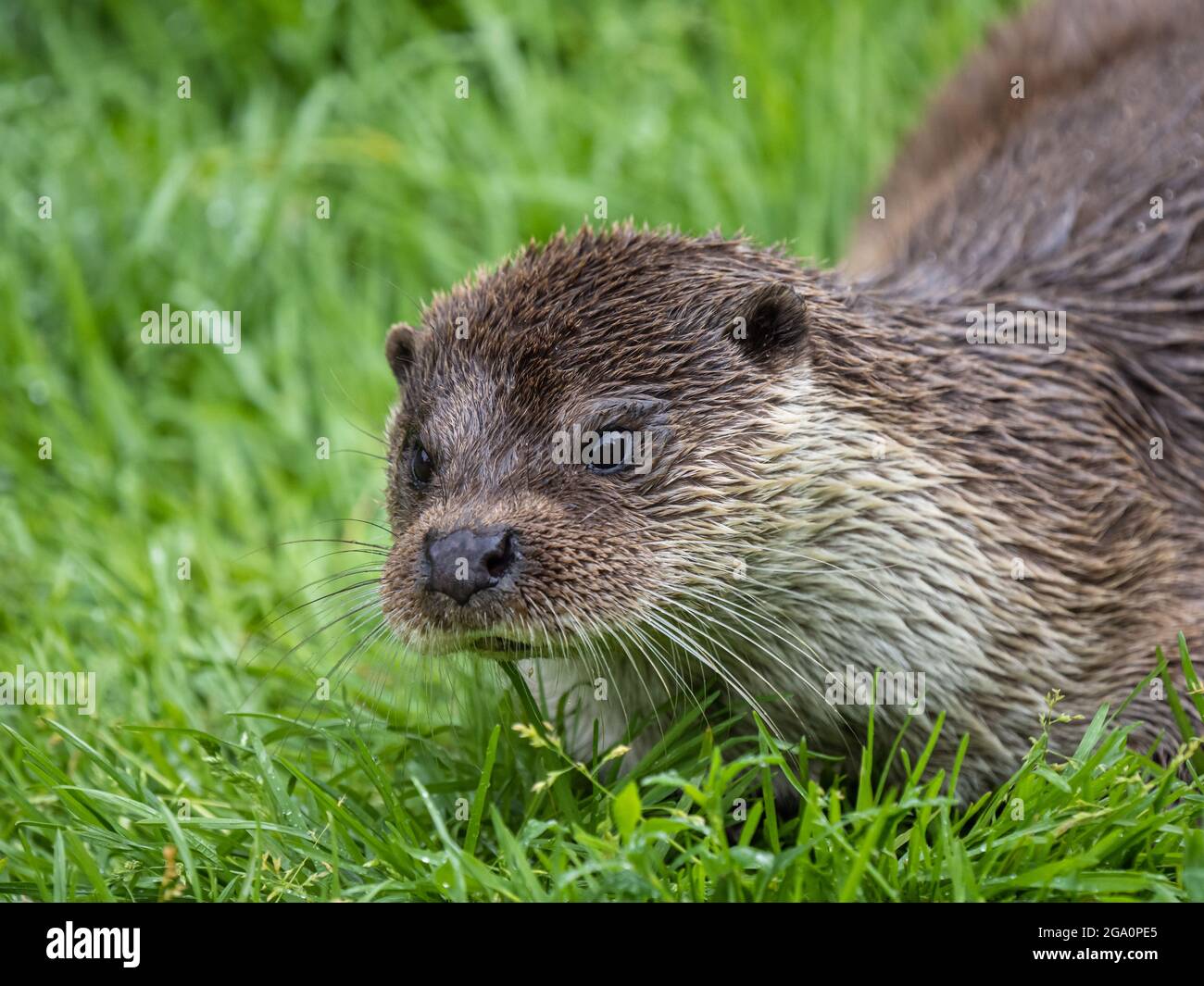 Eurasian Otter. Close up of Head Stock Photo - Alamy