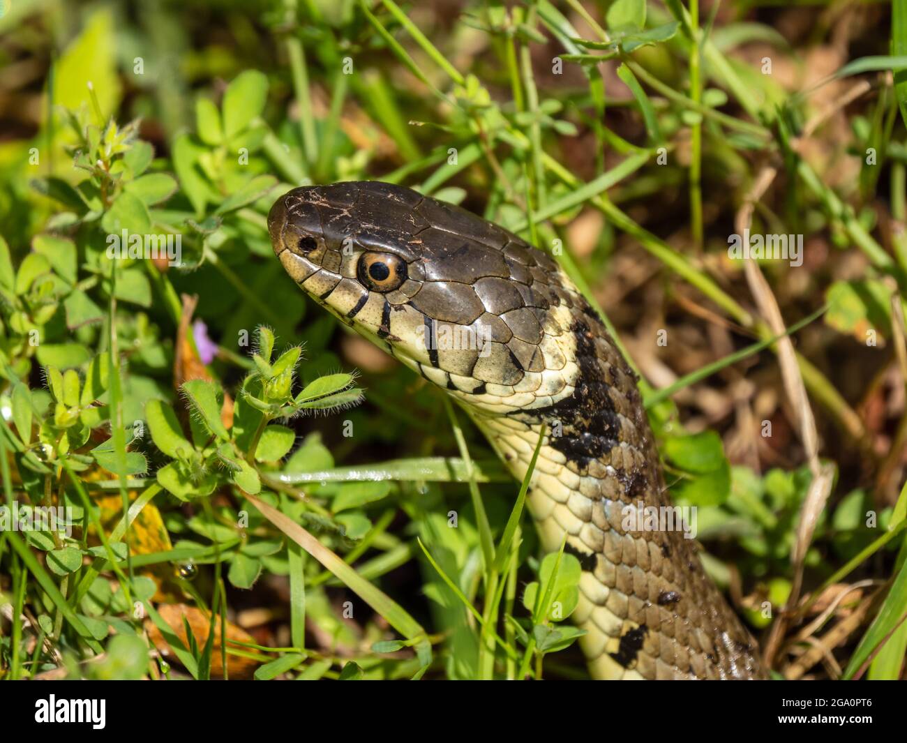 Close up of a Grass Snake Stock Photo - Alamy
