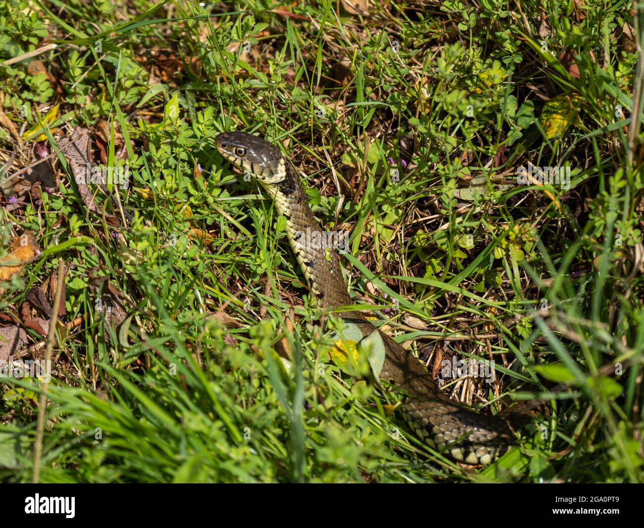 Close up of a Grass Snake Stock Photo - Alamy