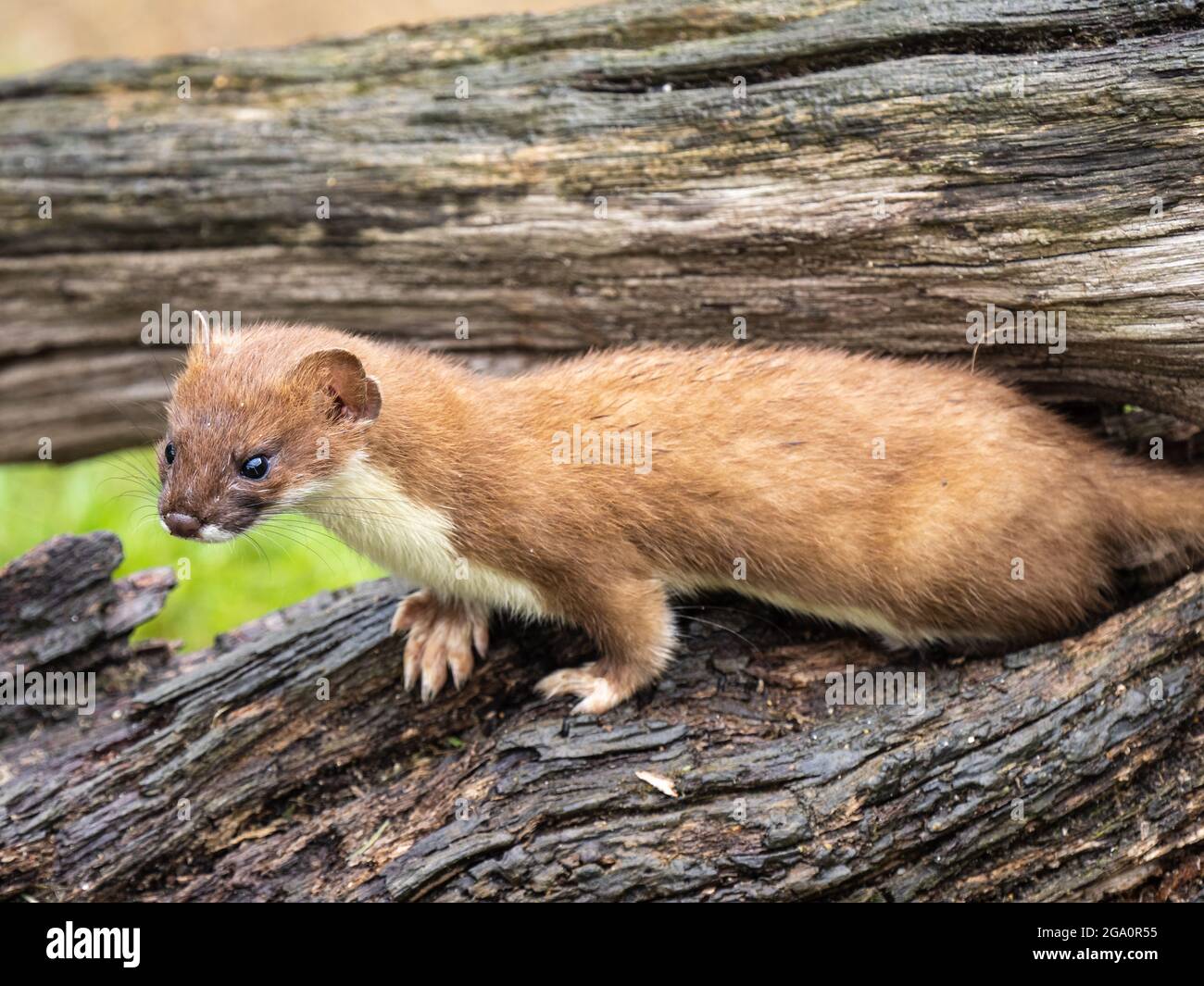 Eurasian stoat hi-res stock photography and images - Alamy