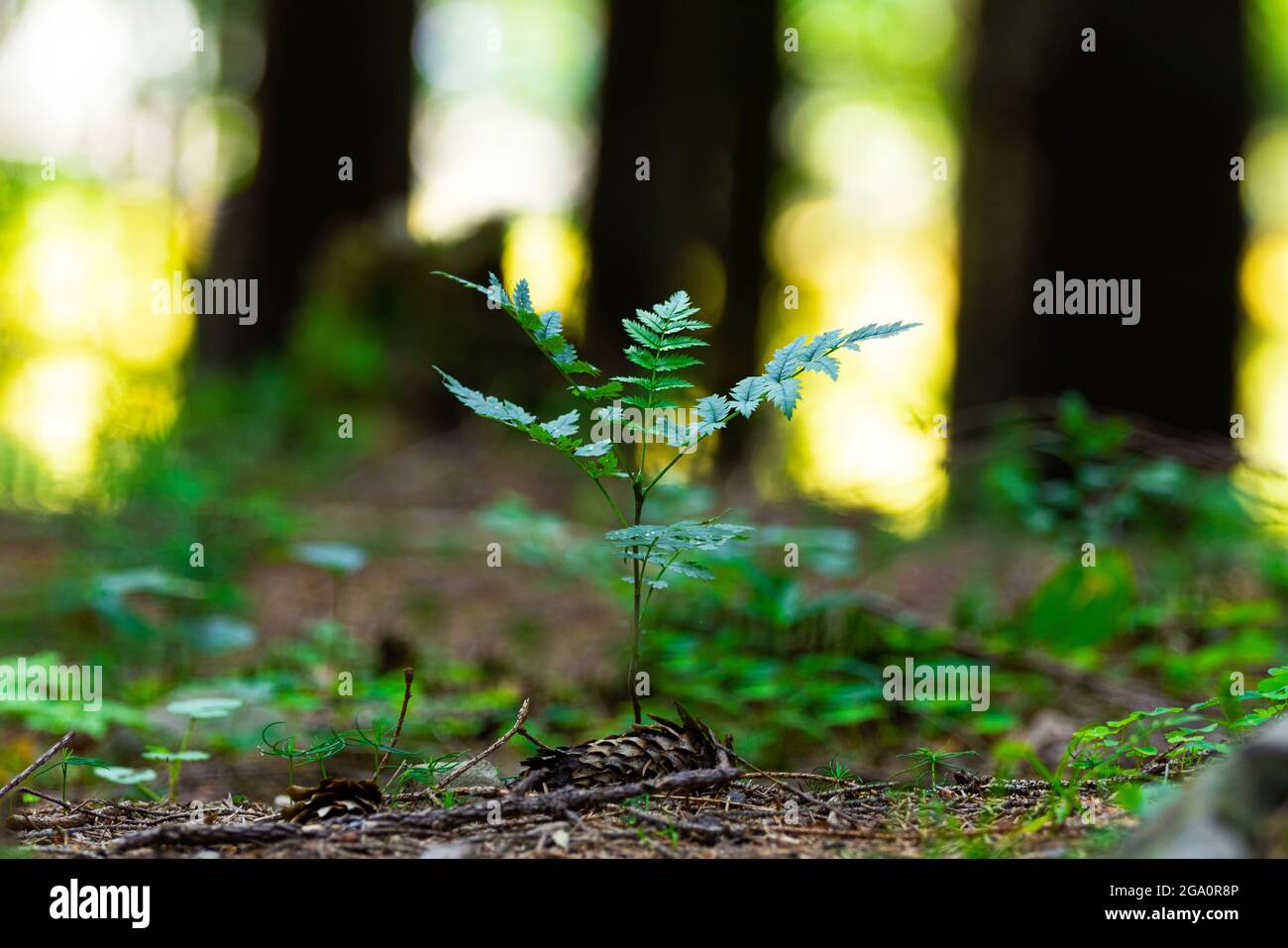 Summer Forest Background. Single tree. Beautiful sunlight in the summer ...
