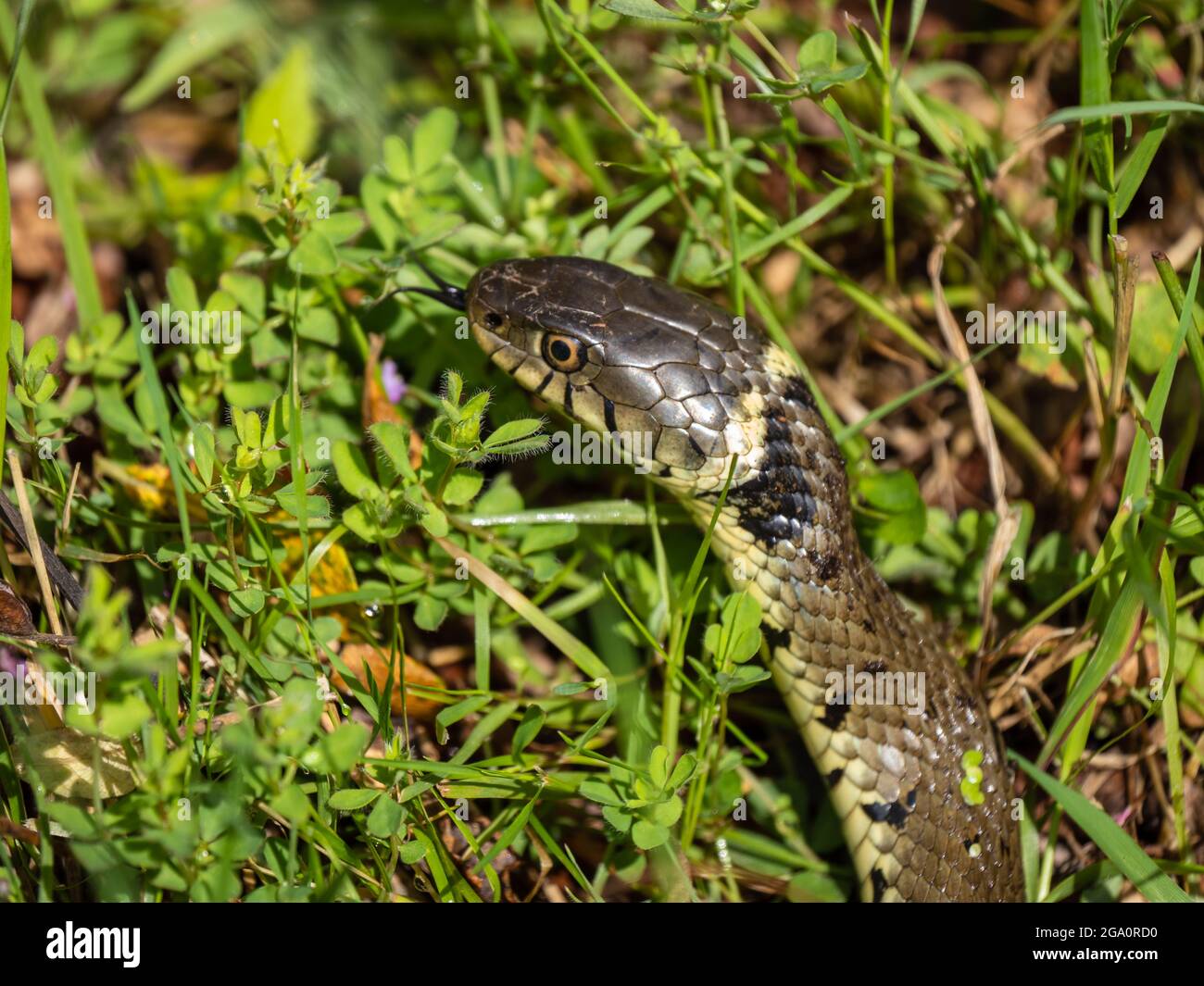 Fork tongue hi-res stock photography and images - Alamy