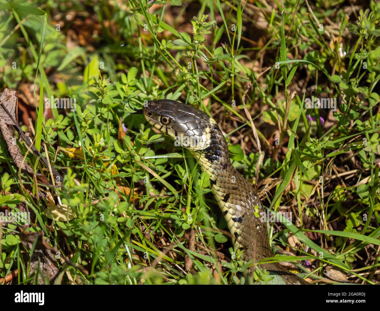 Fork tongue hi-res stock photography and images - Alamy