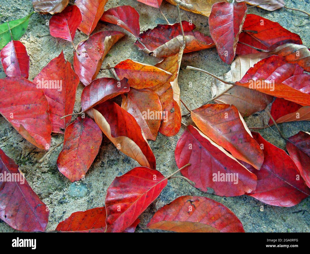 Red soil brazil hi-res stock photography and images - Alamy
