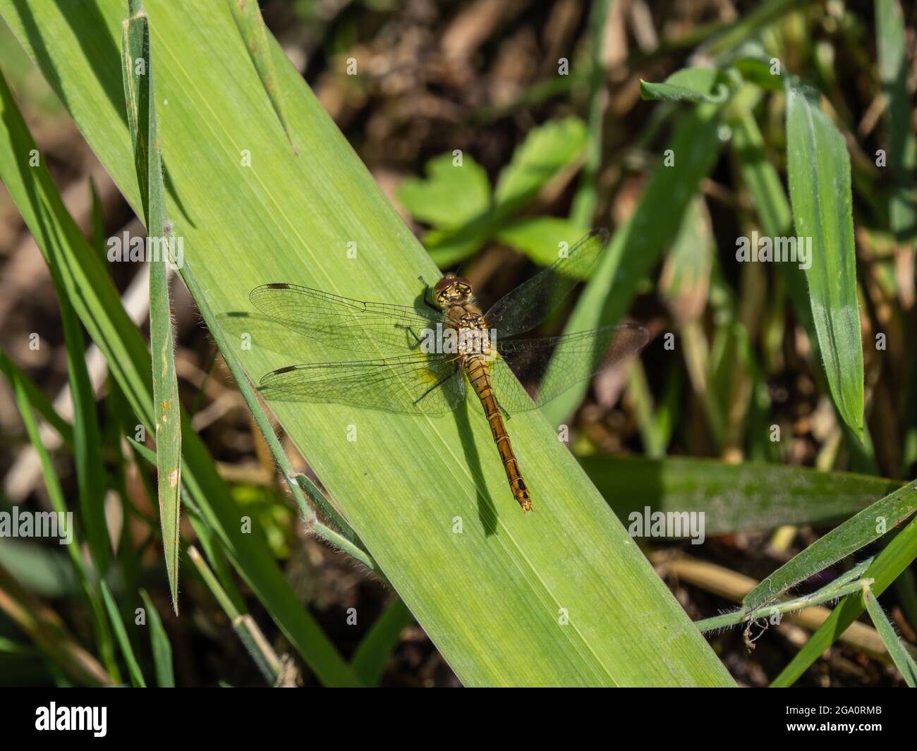 Ruddy Darter Resting on a Reed Stock Photo - Alamy