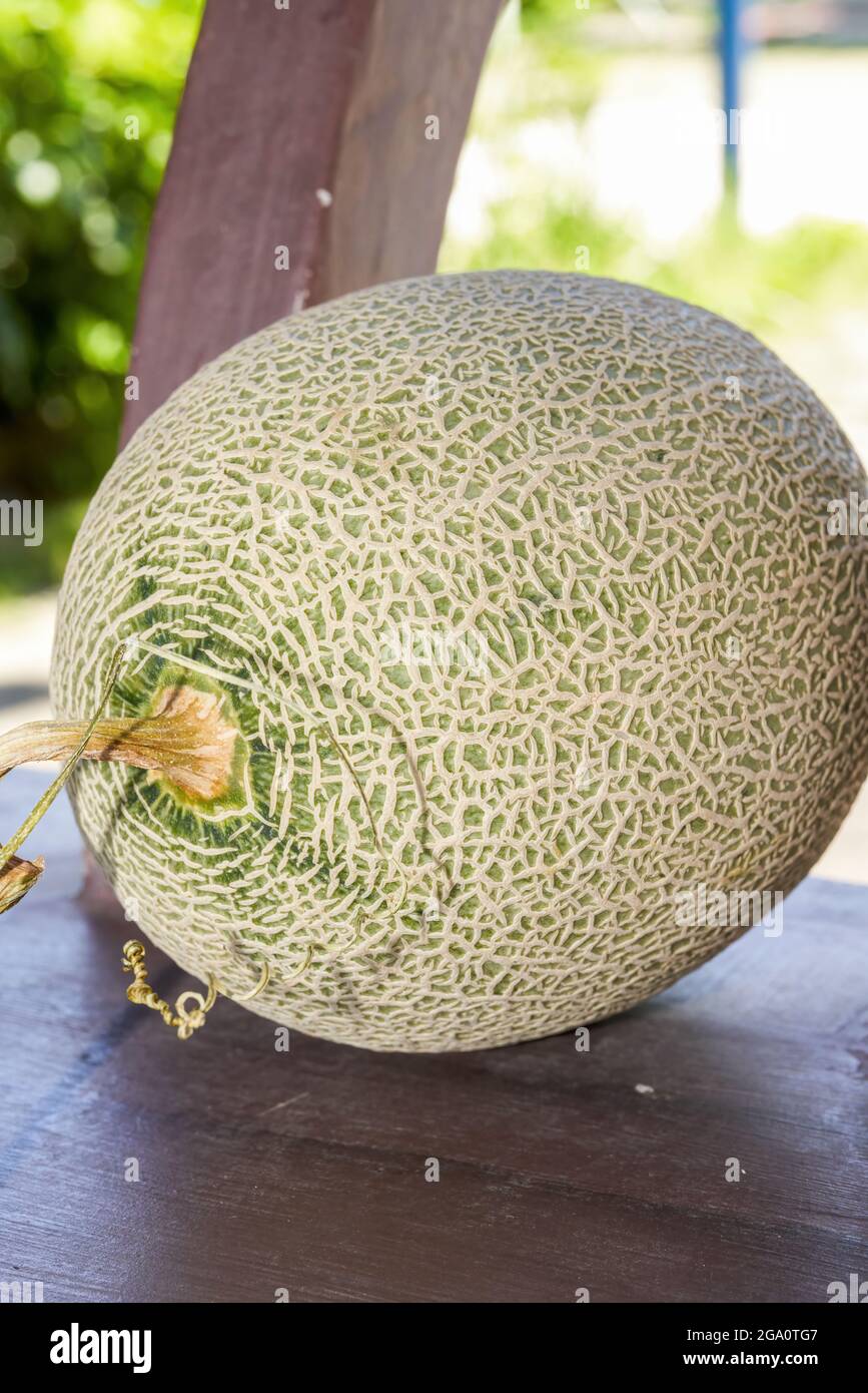 Close-up of a ripe cantaloupe with obvious texture Stock Photo - Alamy