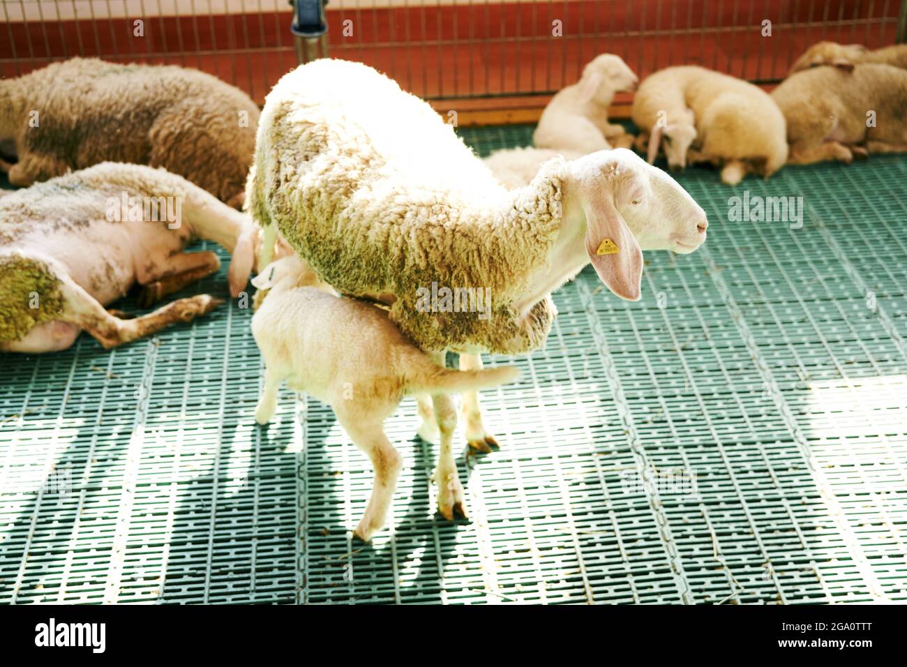Sheep with cub stand on the floor in a indoor farm Stock Photo - Alamy