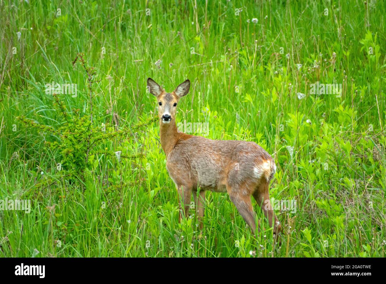 Roe deer female standing in hi-res stock photography and images - Alamy