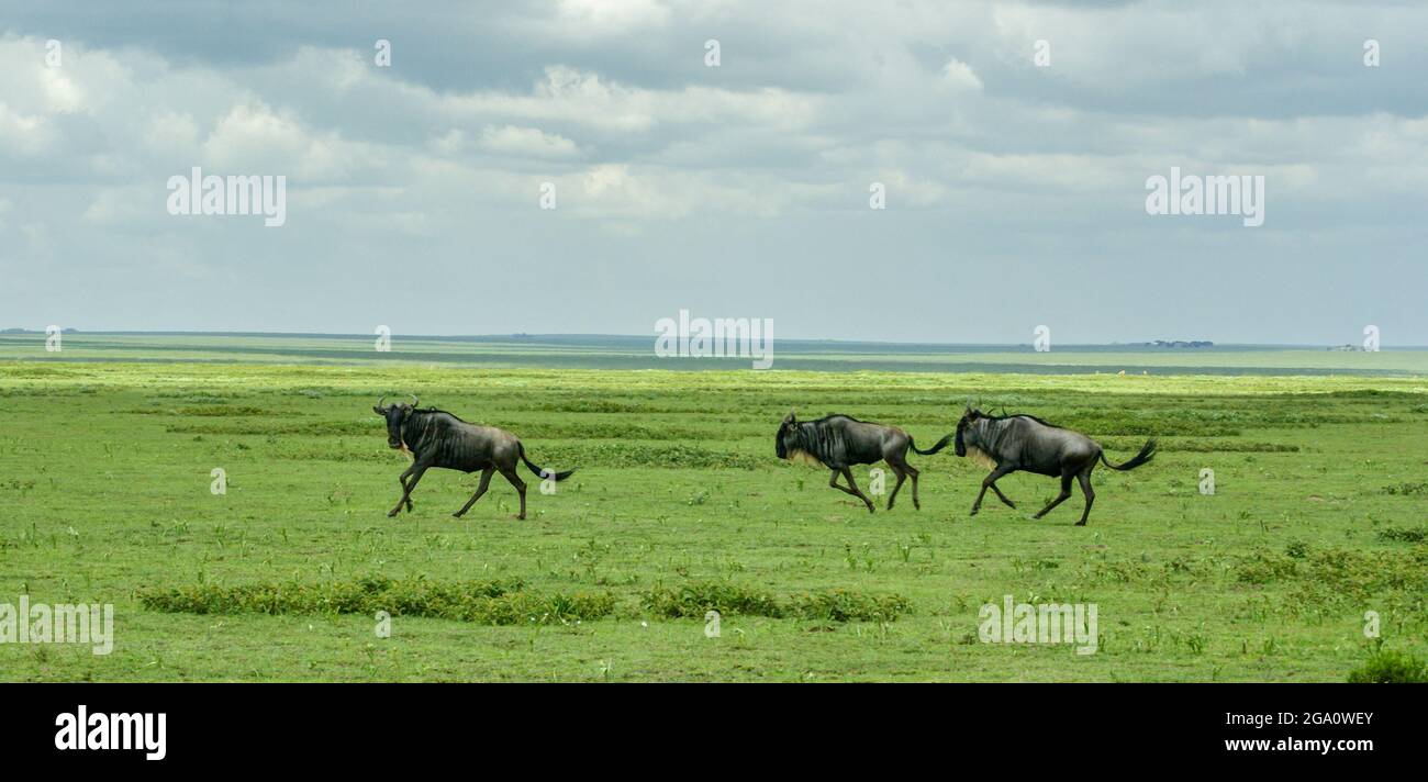 Herd of wildebeests in a green field Stock Photo - Alamy