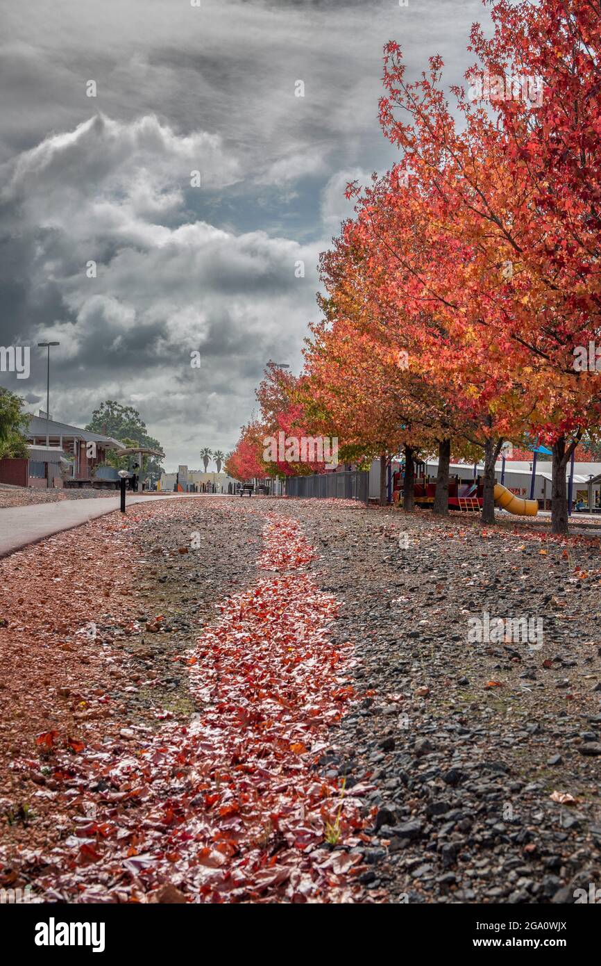 Trail in a park with red trees in the fall Stock Photo - Alamy