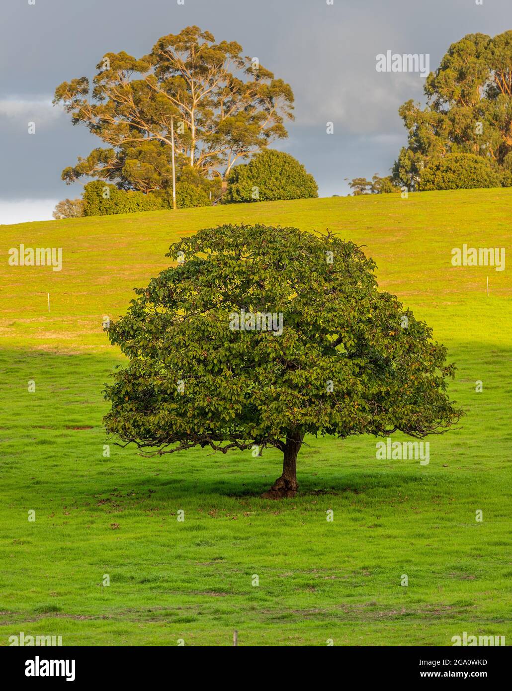 Single green tree in a field Stock Photo - Alamy