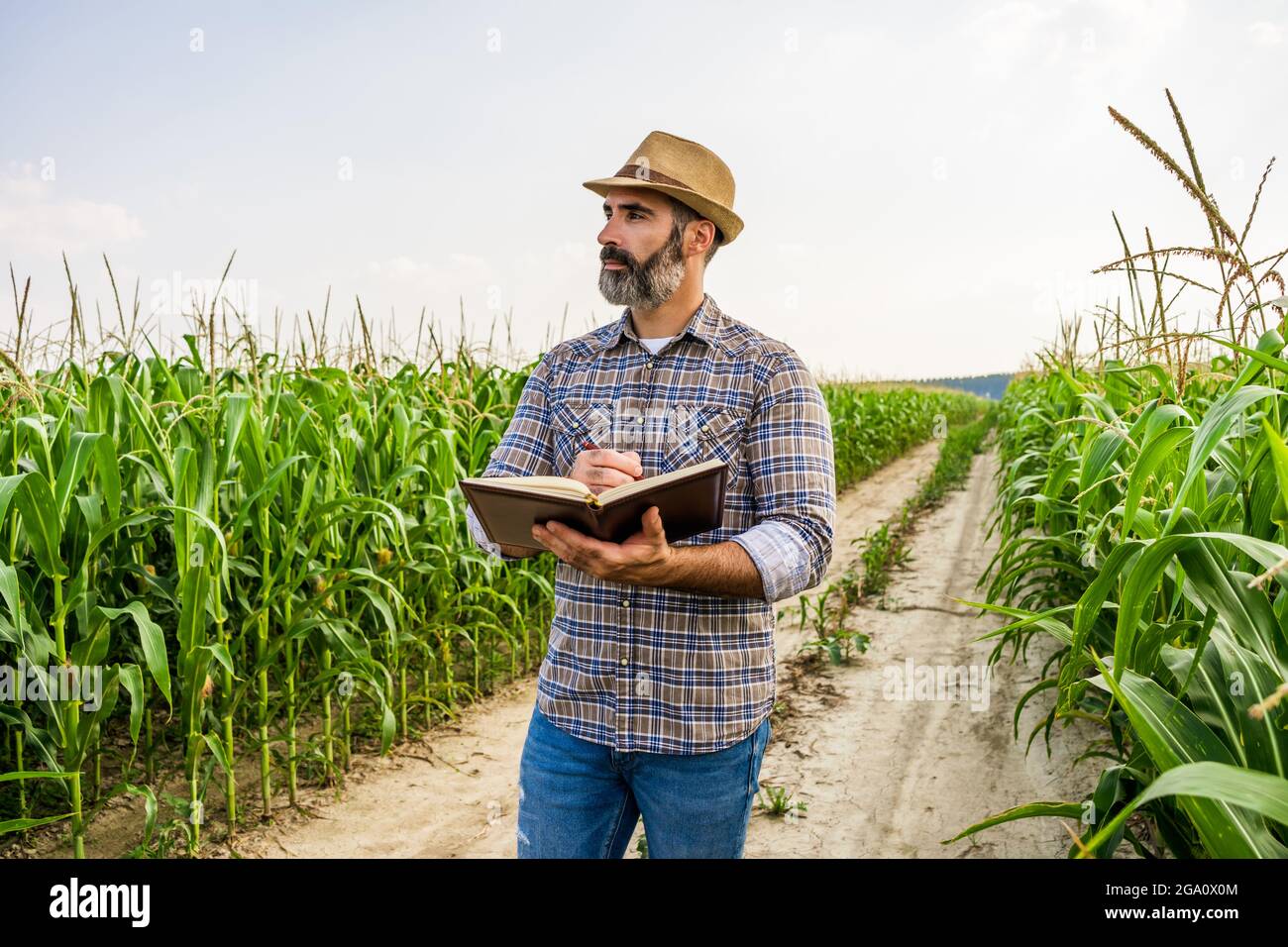 Agronomist is standing in growing corn field. He is examining corn ...