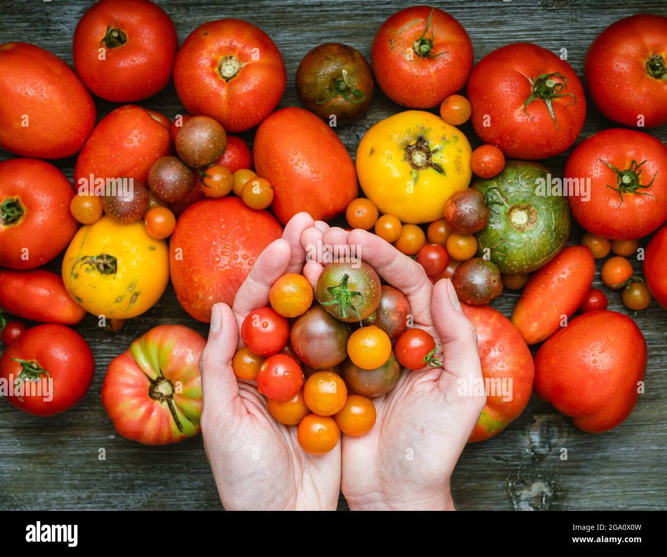 Fresh heirloom tomatoes and hands holding cherry tomatoes Stock Photo - Alamy