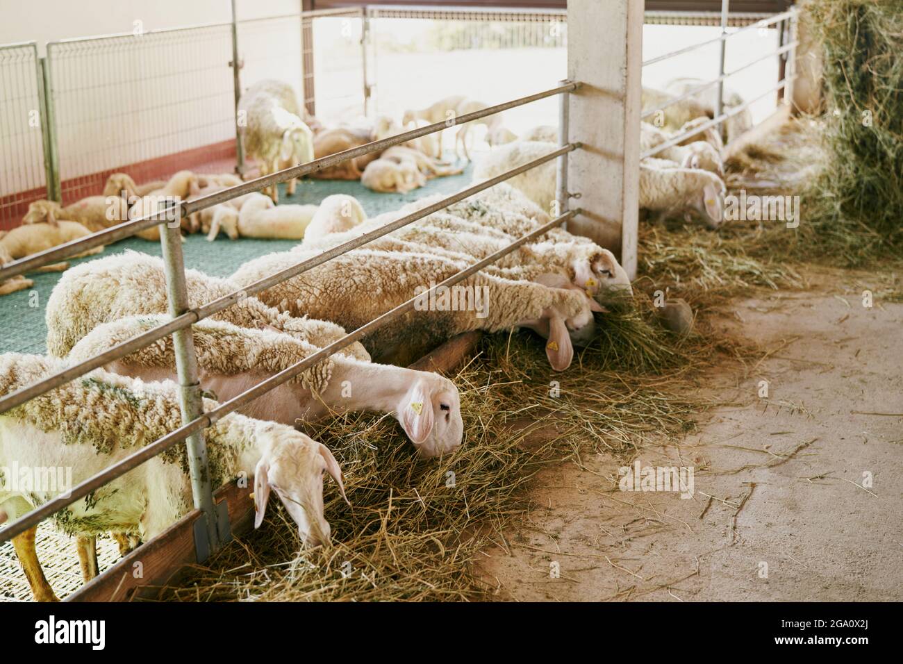 Sheep eat hay from behind a fence on a indoor farm Stock Photo - Alamy