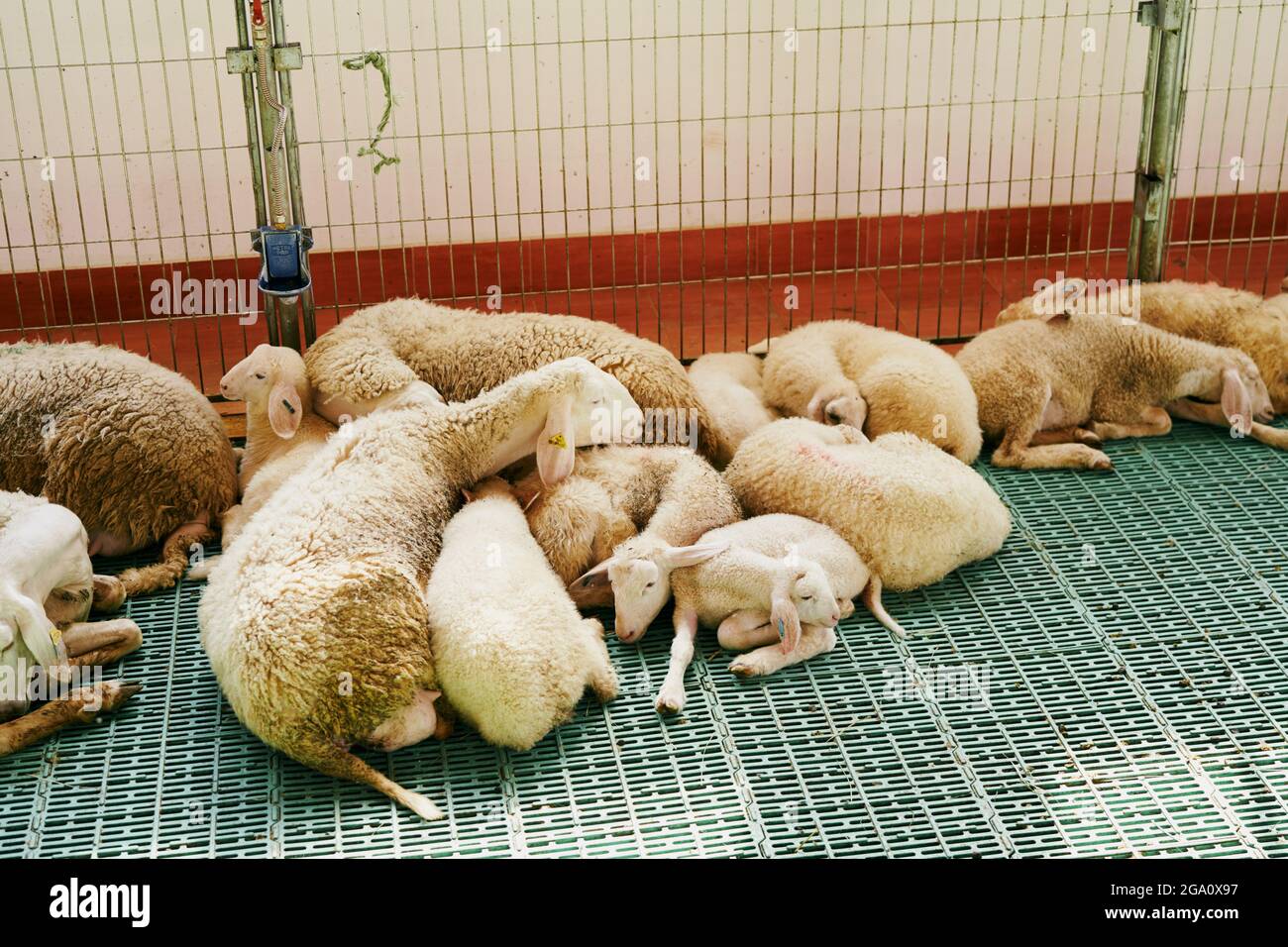 Sheared sheep sleep side by side on the floor in a indoor farm Stock ...