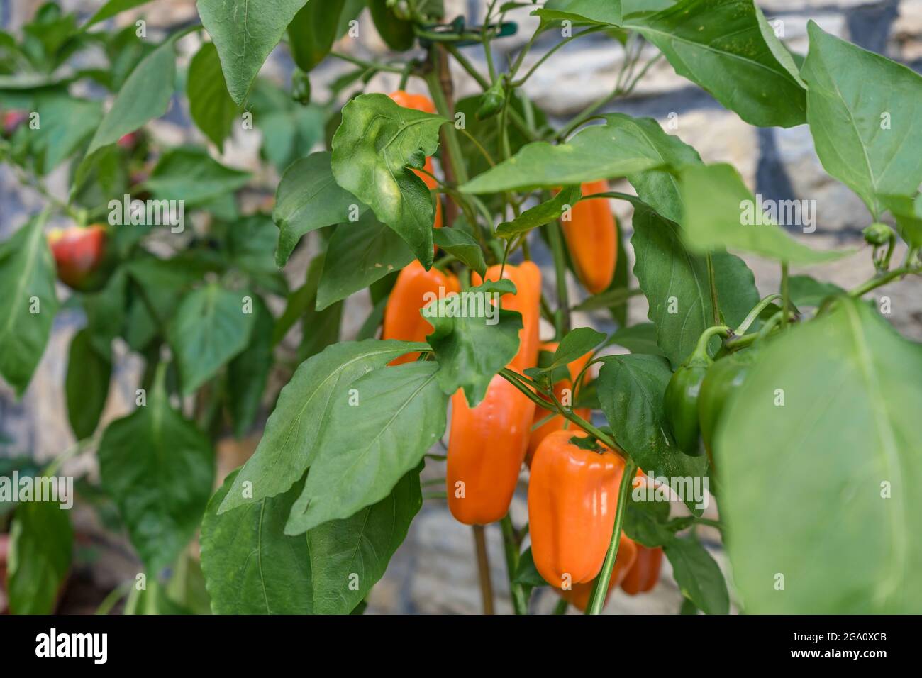 Closeup shot of orange fresh bell peppers growing in a park Stock Photo ...