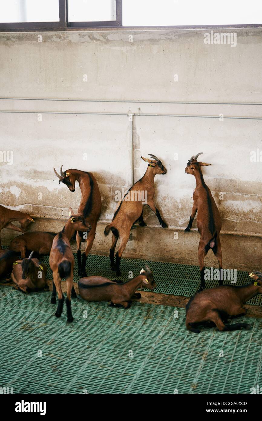 How Do Goats Walk On Walls at Willy Booth blog