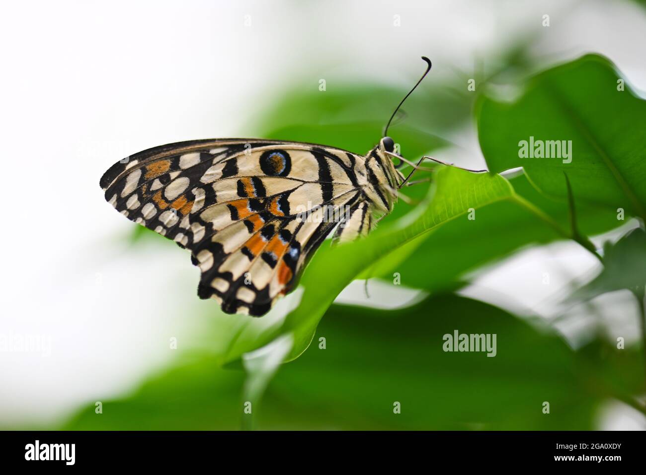 beautiful insect butterfly with wings in nature on a plant leaf Stock ...