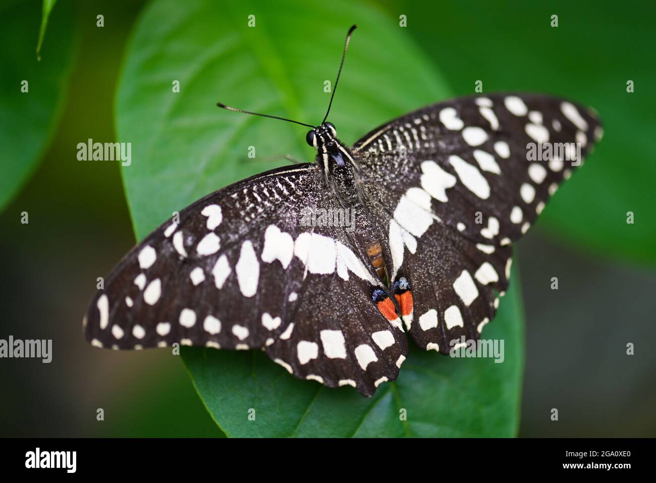 beautiful insect butterfly with wings in nature on a plant leaf Stock ...