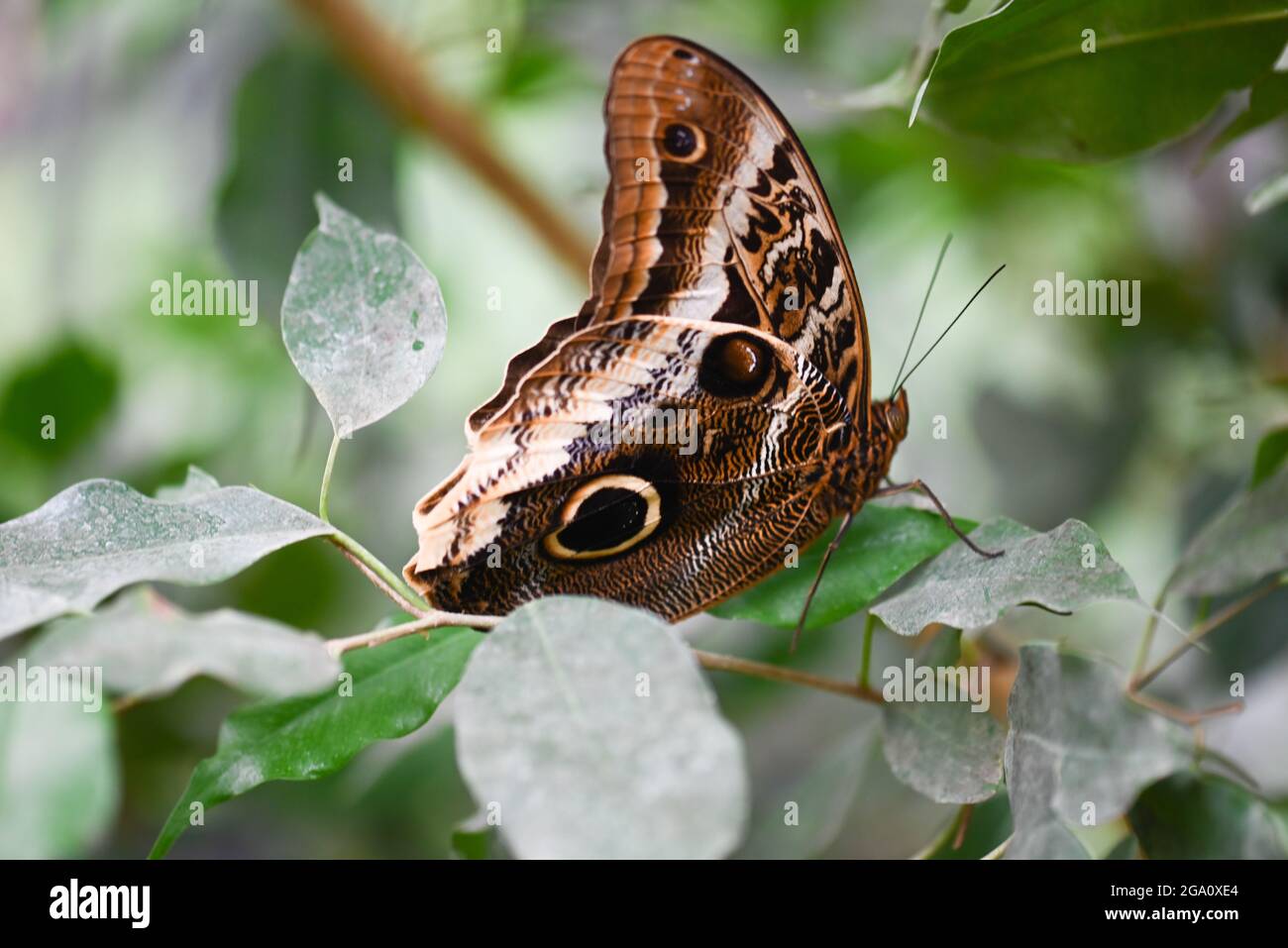beautiful insect butterfly with wings in nature on a plant leaf Stock ...