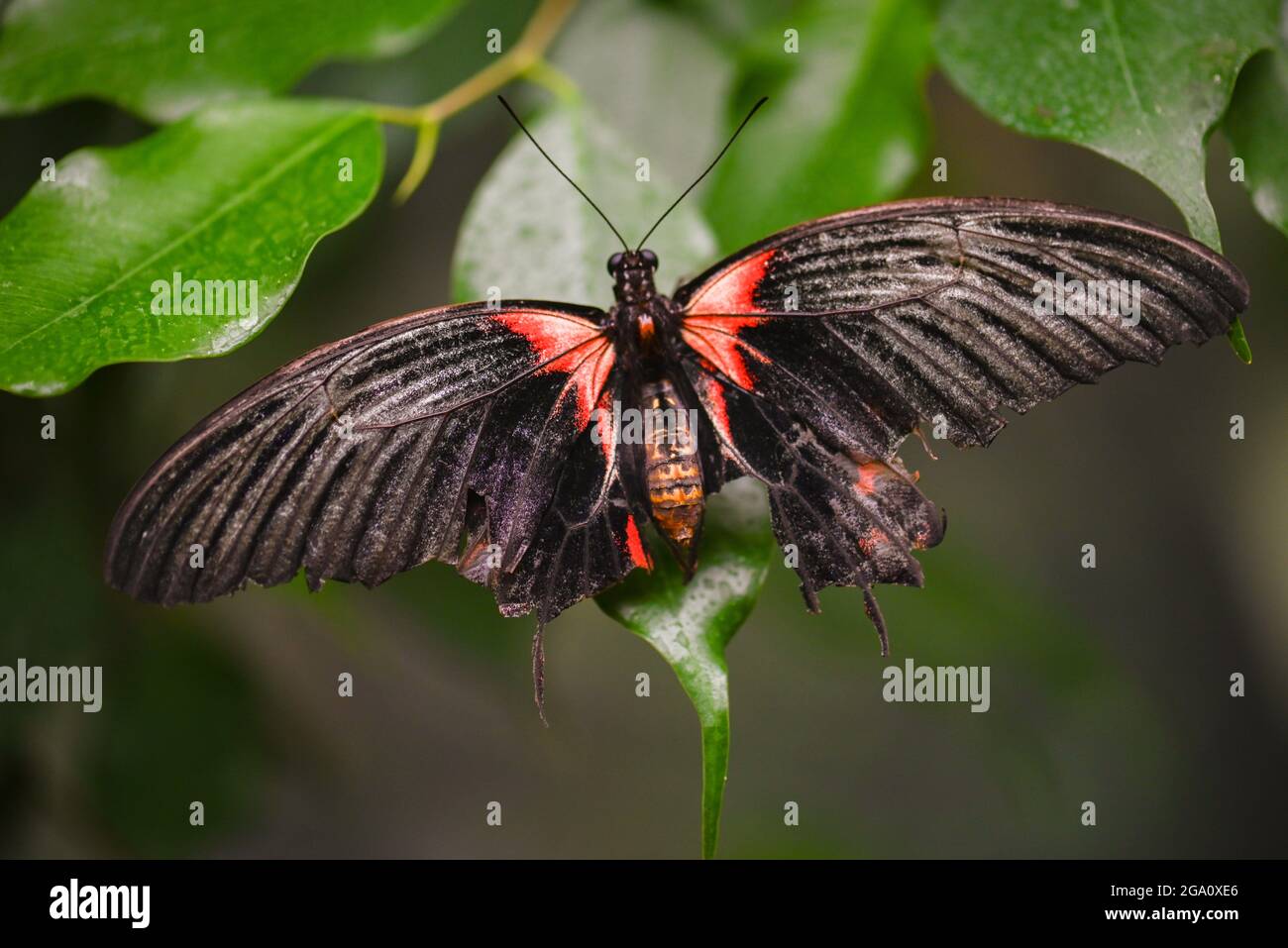 beautiful insect butterfly with wings in nature on a plant leaf Stock ...