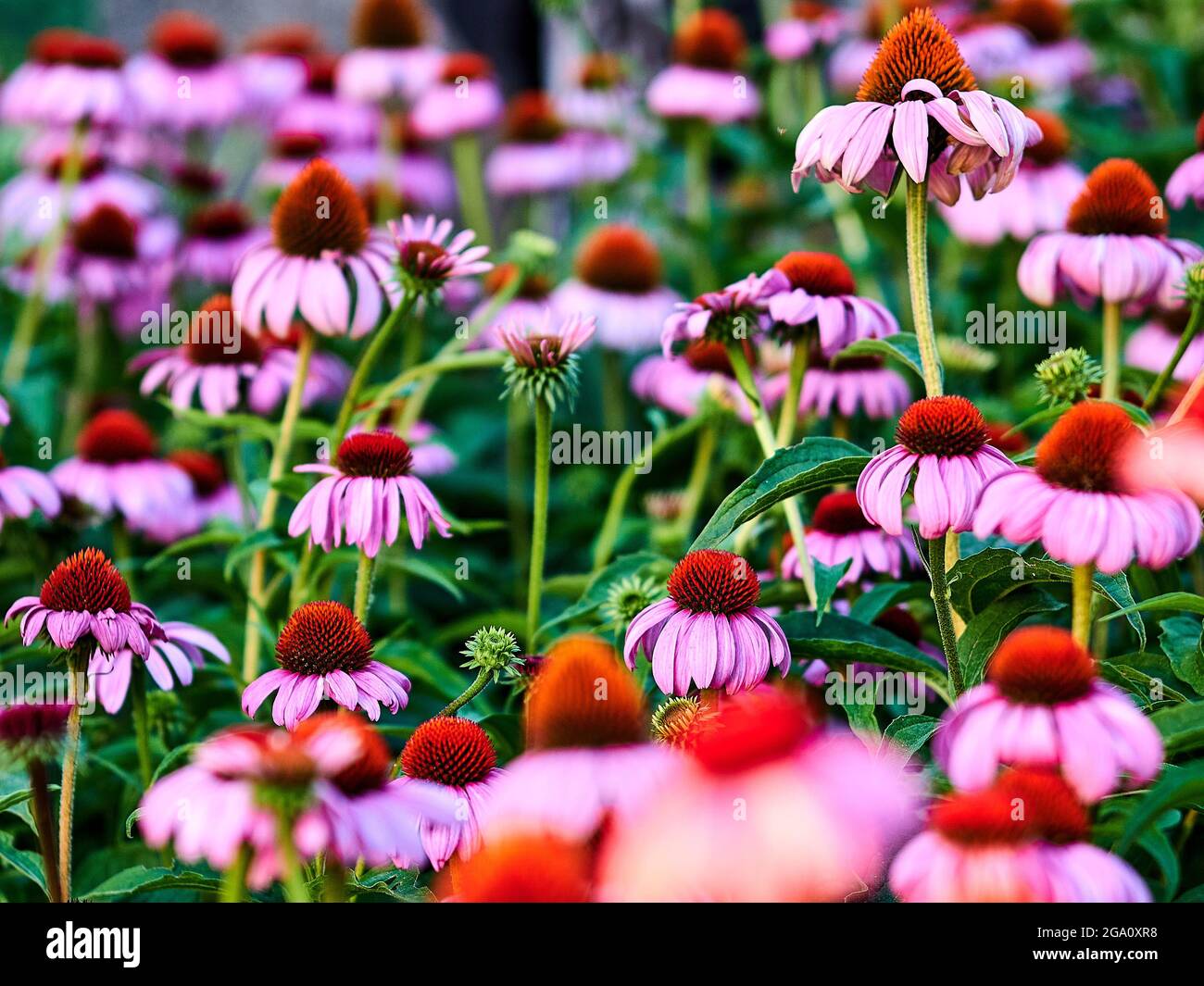 beautiful view of many purple coneflowers in a meadow Stock Photo - Alamy