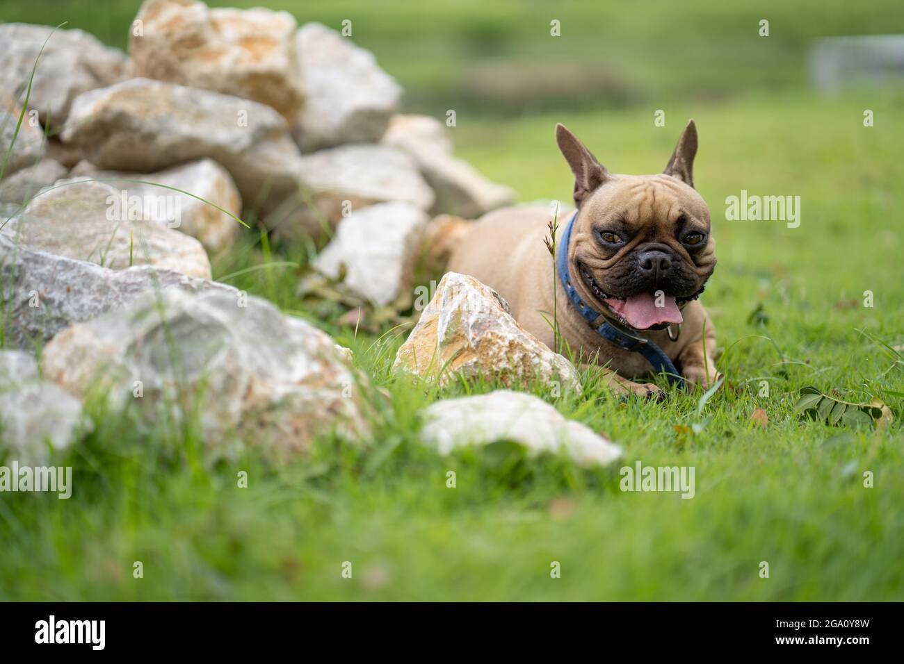 Adorable French Bulldog in a park Stock Photo - Alamy