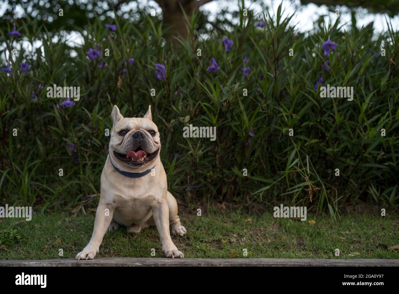 Adorable French Bulldog in a park Stock Photo - Alamy