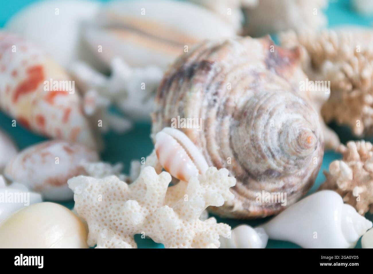 Summer sea background - shells and coral on a blue background Stock ...
