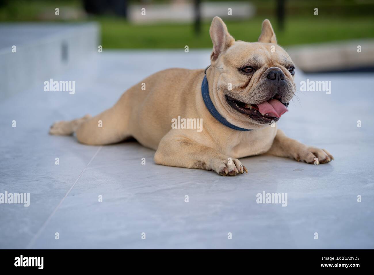 Adorable French Bulldog relaxing Stock Photo - Alamy