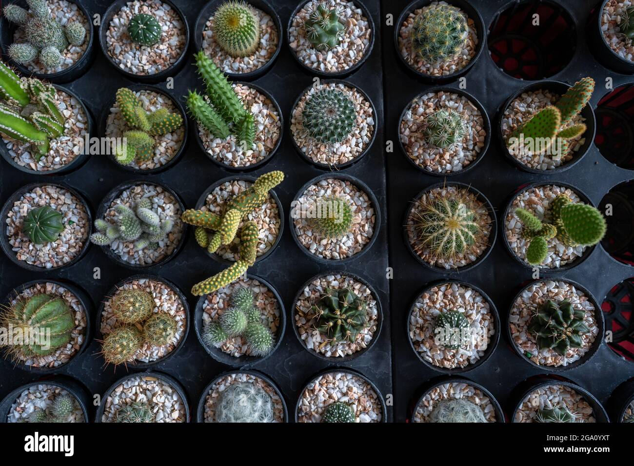 Kinds of cactus for sale on a market Stock Photo - Alamy