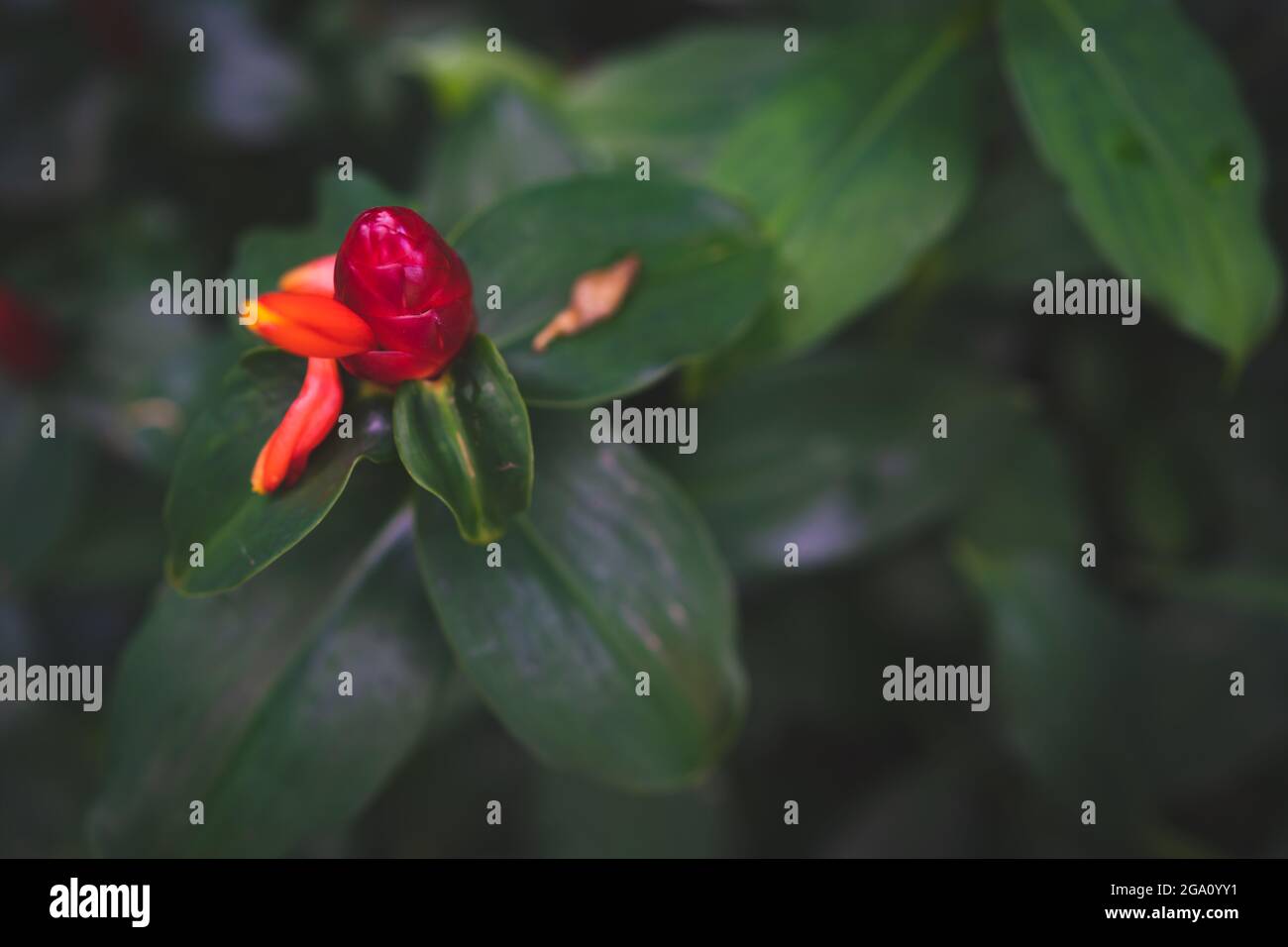 Tropical forest flower hi-res stock photography and images - Alamy