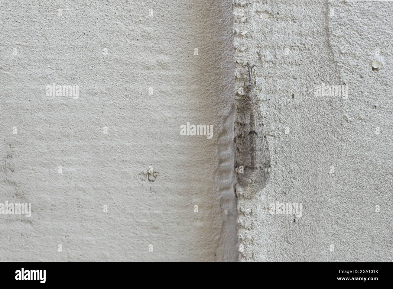 Big grey diptera insect is resting on grey cement surface of the wall ...