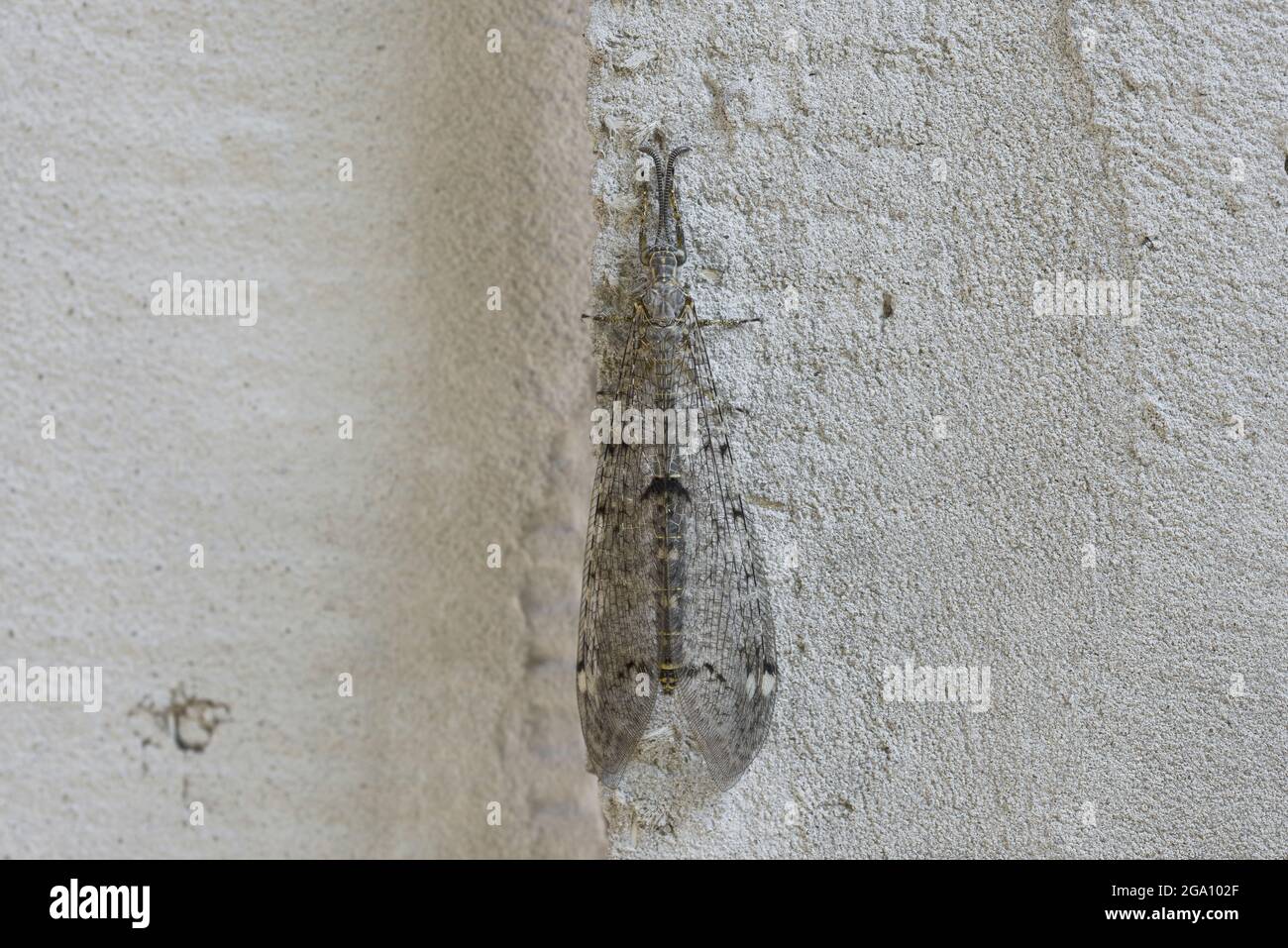Big grey diptera insect is resting on grey cement surface of the wall ...