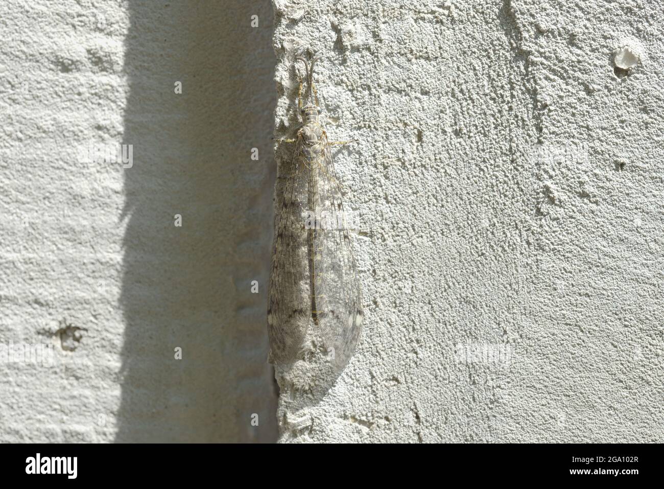 Big grey diptera insect is resting on grey cement surface of the wall ...