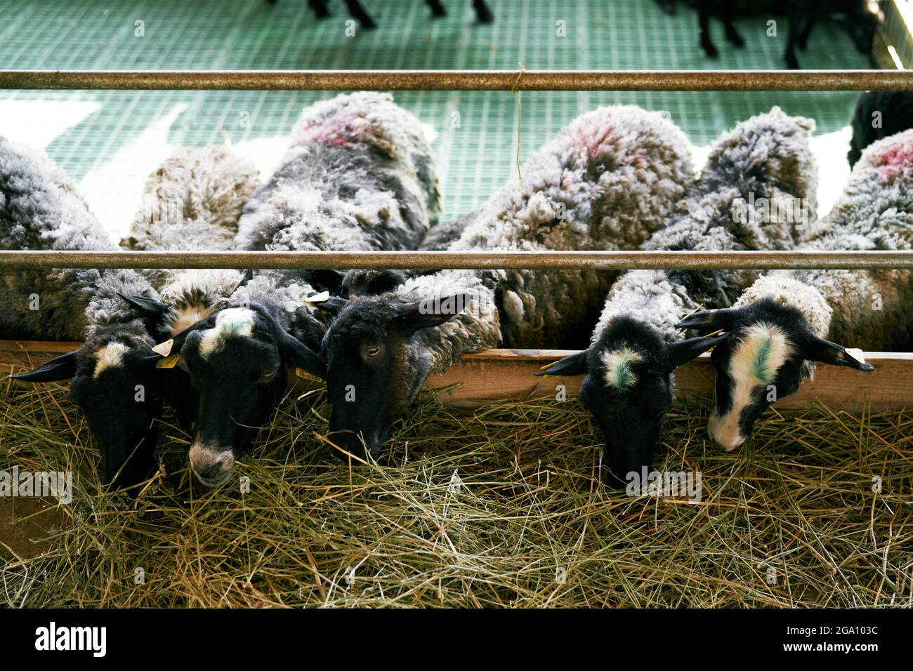 Little animals behind fence hi-res stock photography and images - Alamy