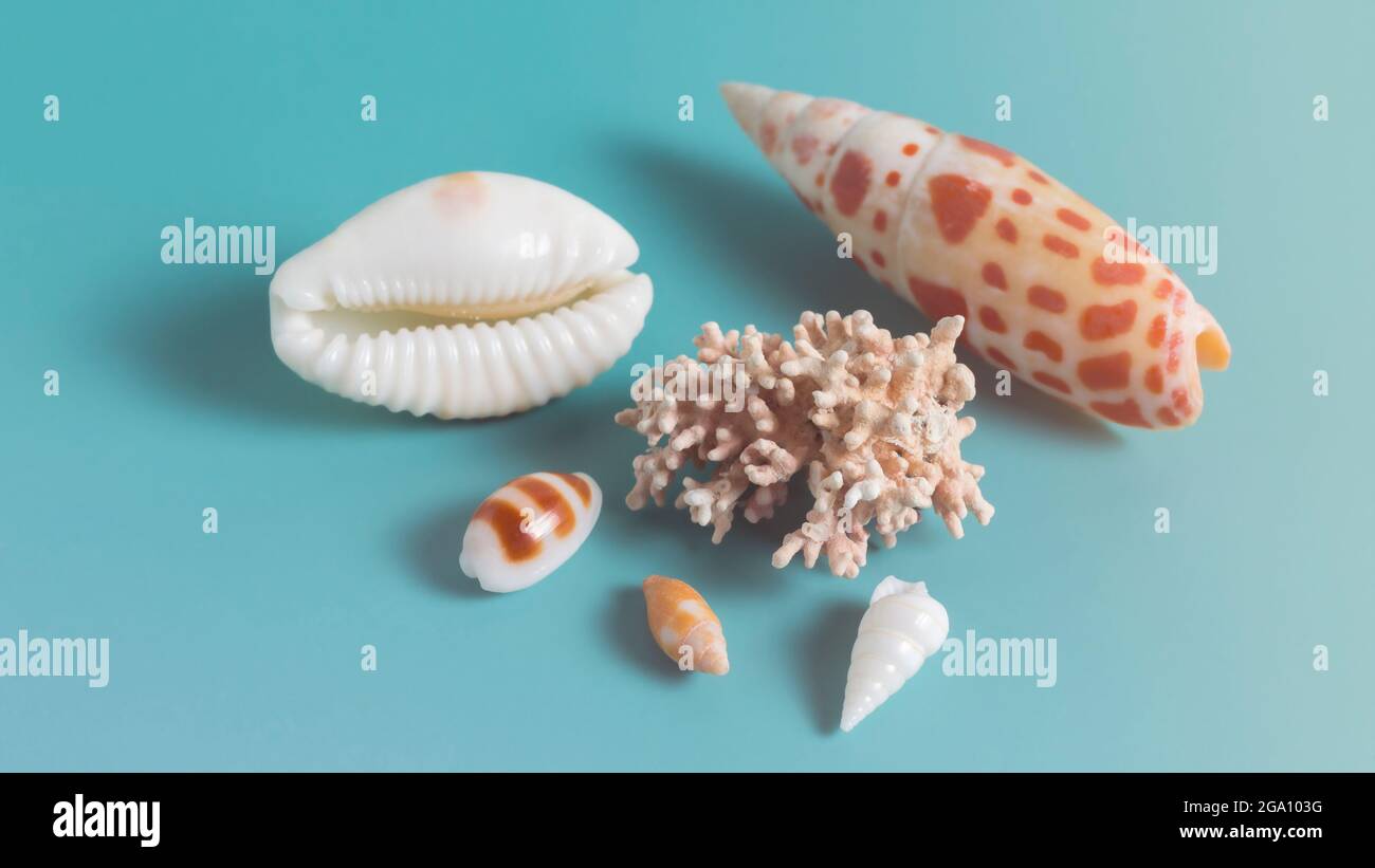 Summer sea background - shells and coral on a blue background Stock ...