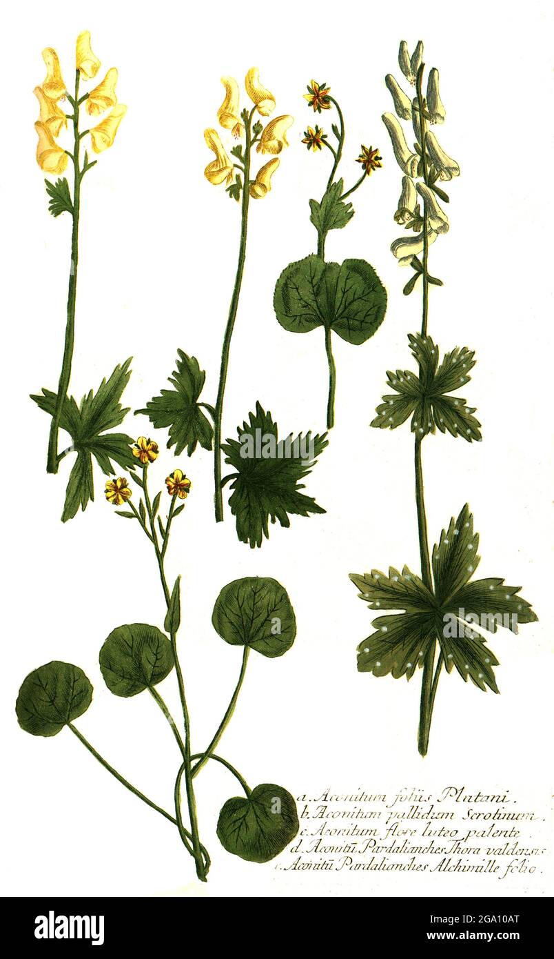 Wolfsbane drawing hi-res stock photography and images - Alamy