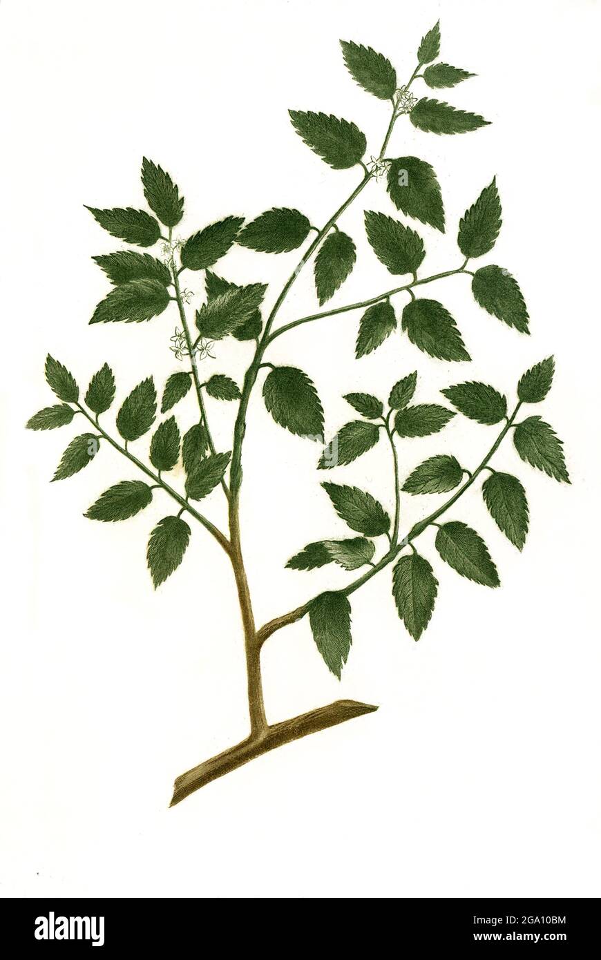 Alcanna hi-res stock photography and images - Alamy