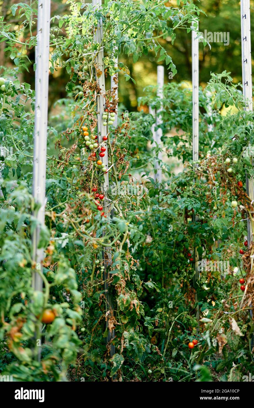 Grow in clusters hi-res stock photography and images - Alamy